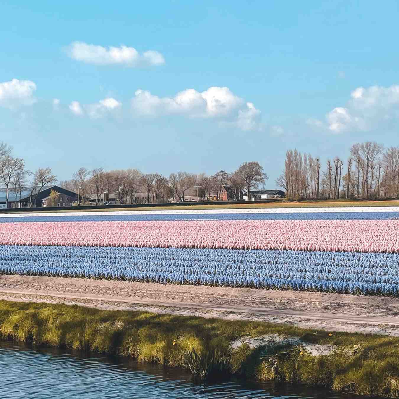 The Ultimate guide to Tulip Fields in the Netherlands